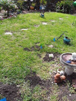 Photos by Mole Busters LLC