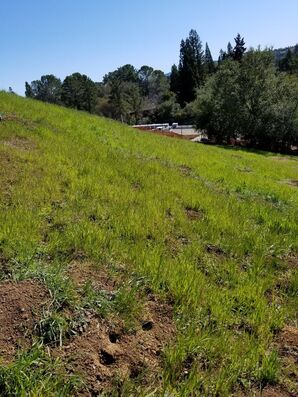 Photos by Mole Busters LLC