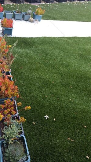 Photos by Mole Busters LLC