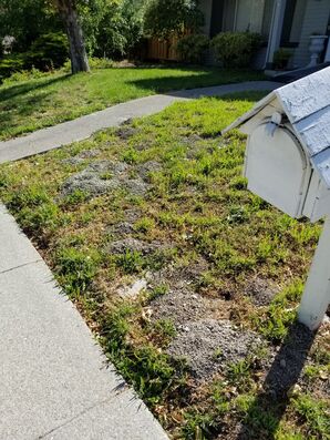 Photos by Mole Busters LLC