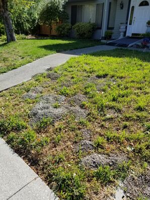 Photos by Mole Busters LLC